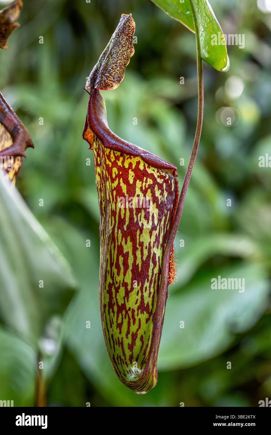 Pitcher Plant (Nepenthes sp.) trap Stock Photo - Alamy