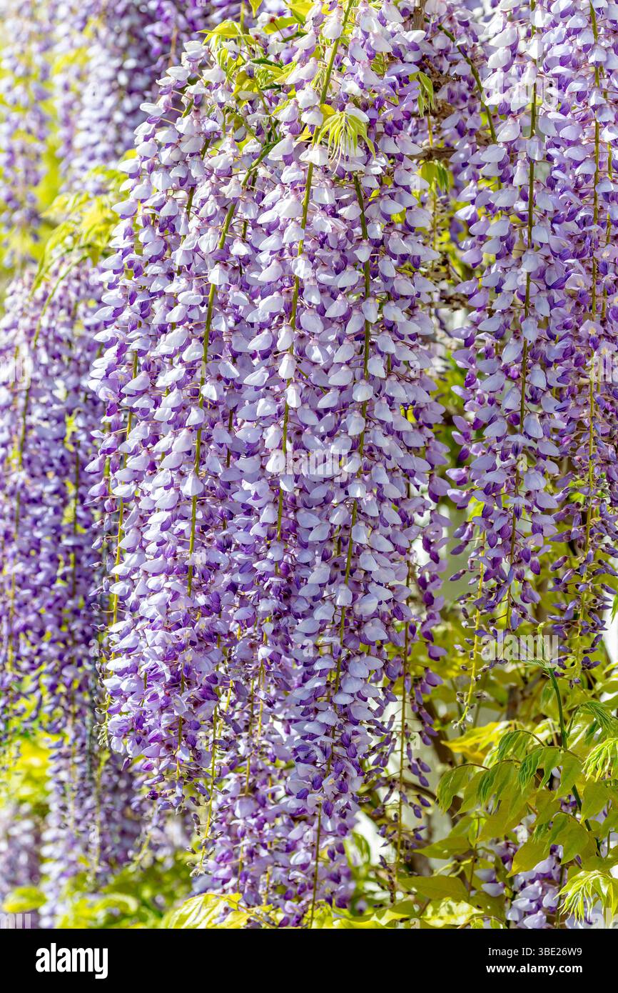 Japanese wisteria (Wisteria floribunda) 'Macrobotrys' = 'Multijuga' in ...
