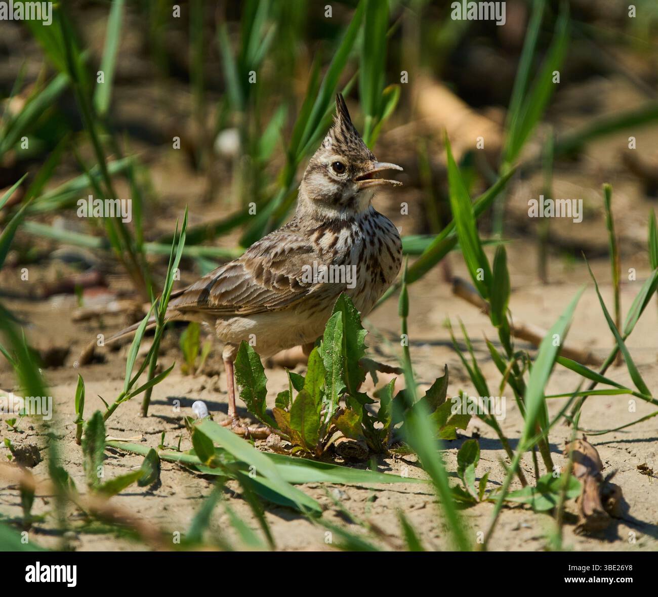Crested lark Galerida cristata standing on the ground with raised crest ...