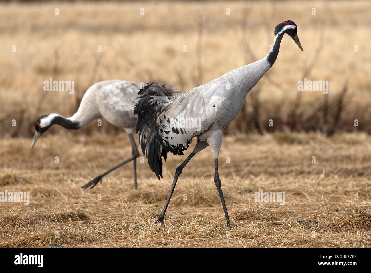 Male and female Common cranes performing mating dances on a cold ...