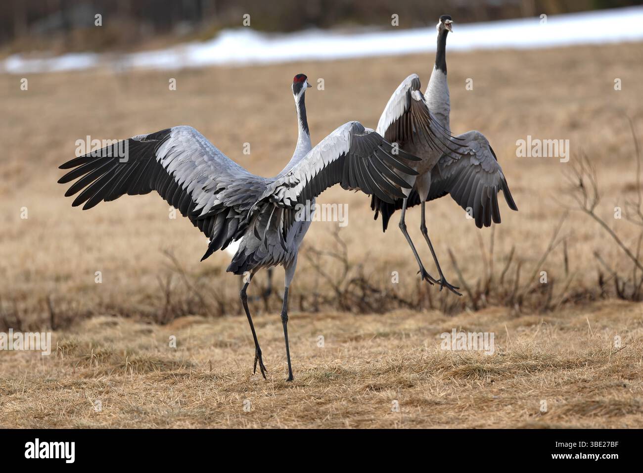 Male and female Common cranes performing mating dances on a cold ...