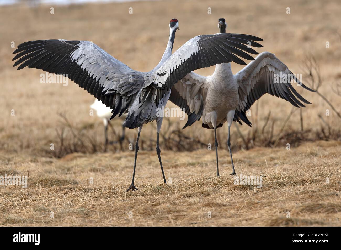 Male and female Common cranes performing mating dances on a cold ...