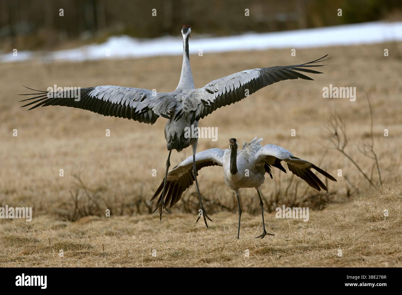 Male and female Common cranes performing mating dances on a cold ...