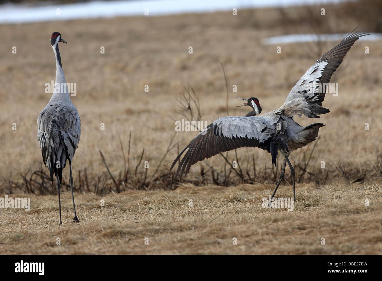 Male and female Common cranes performing mating dances on a cold ...