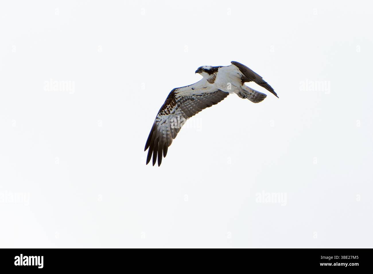 Osprey in flight trying to fish in an inland lake in Finland at first ...