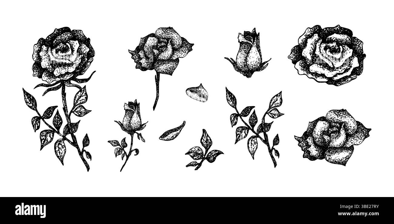 Fallen white roses petals Stock Vector Images - Alamy