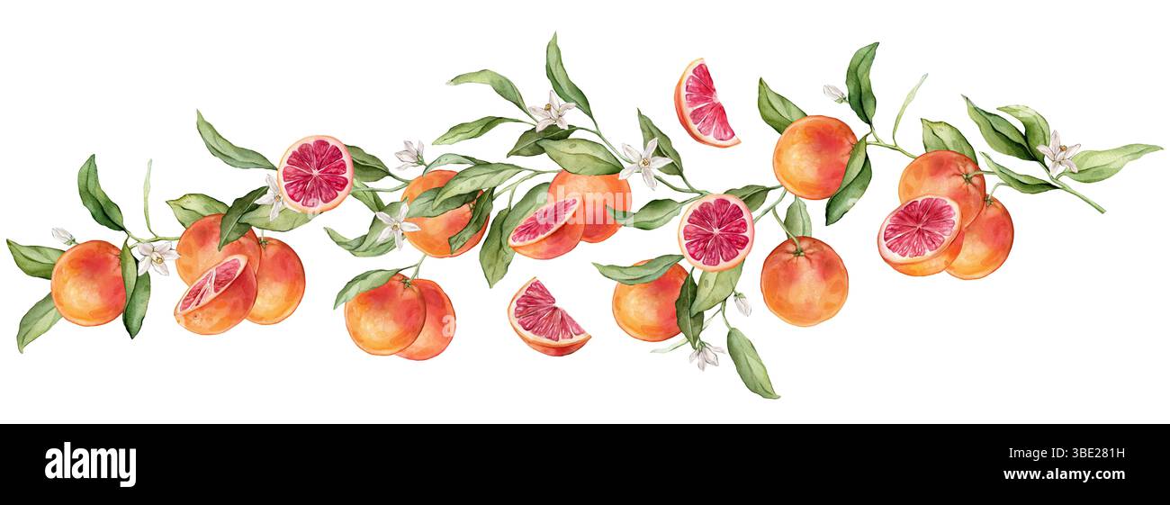 Grapefruit big Branch with white flowers and half fruit. Hand drawn ...