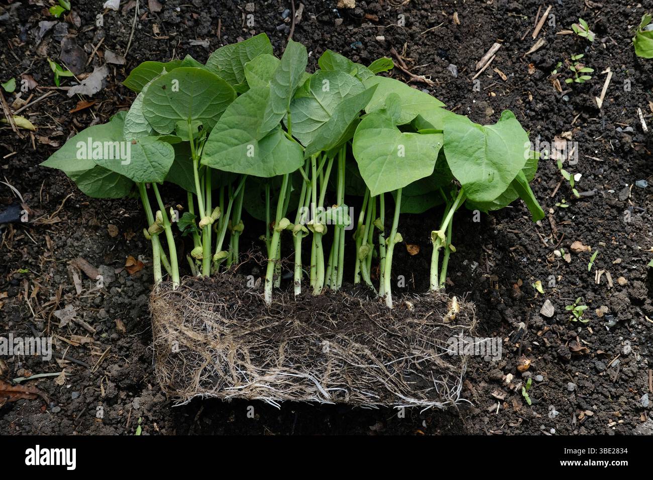 Germinated and growing runner beans showing the roots before planting ...
