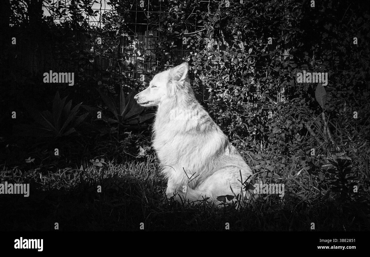 German shepherd dog on Black and White Stock Photos & Images - Alamy