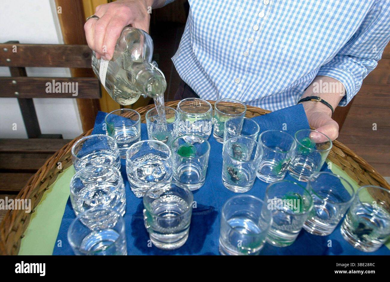 drinking a shot glass of schnapps or booze hard liquor drinking a shot ...