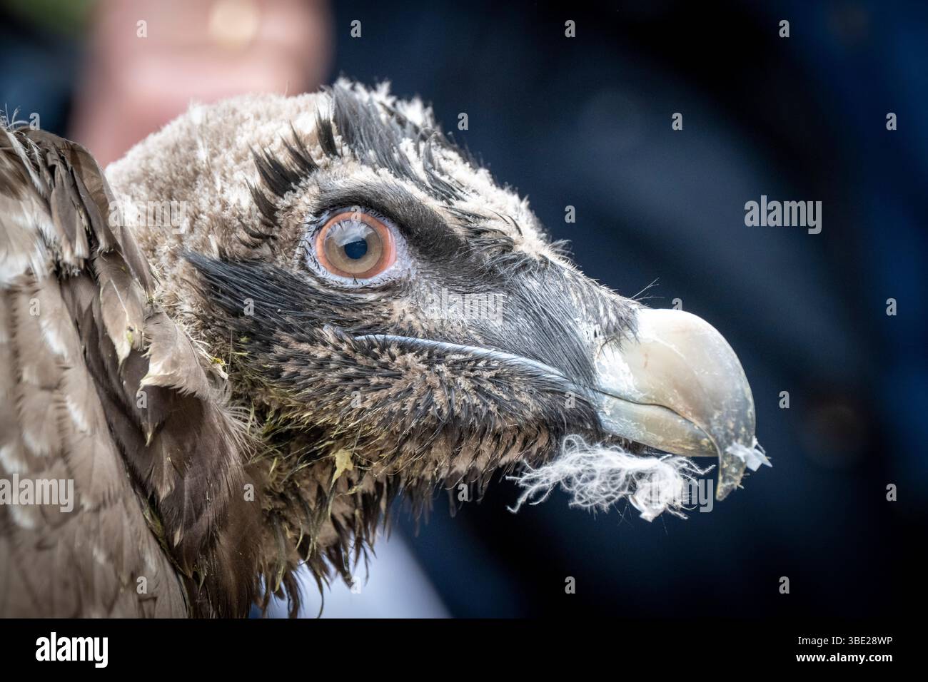 Ramsau B.Berchtesgaden, Germany. 27th May, 2025. The 88-day-old bearded ...