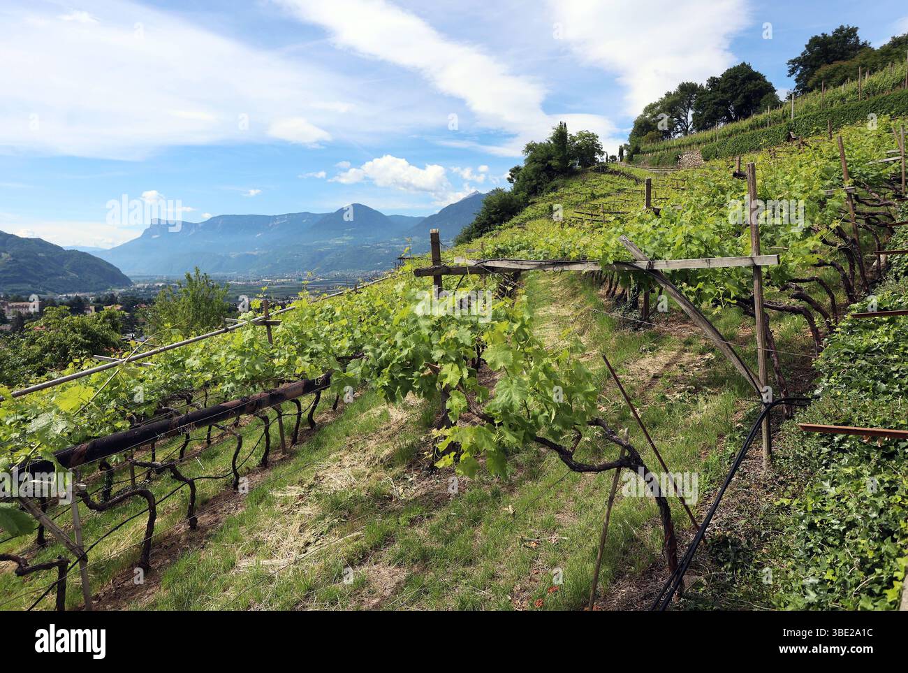 Hier der Blick auf die Kurstadt Meran, Merano, Meraner Land ...