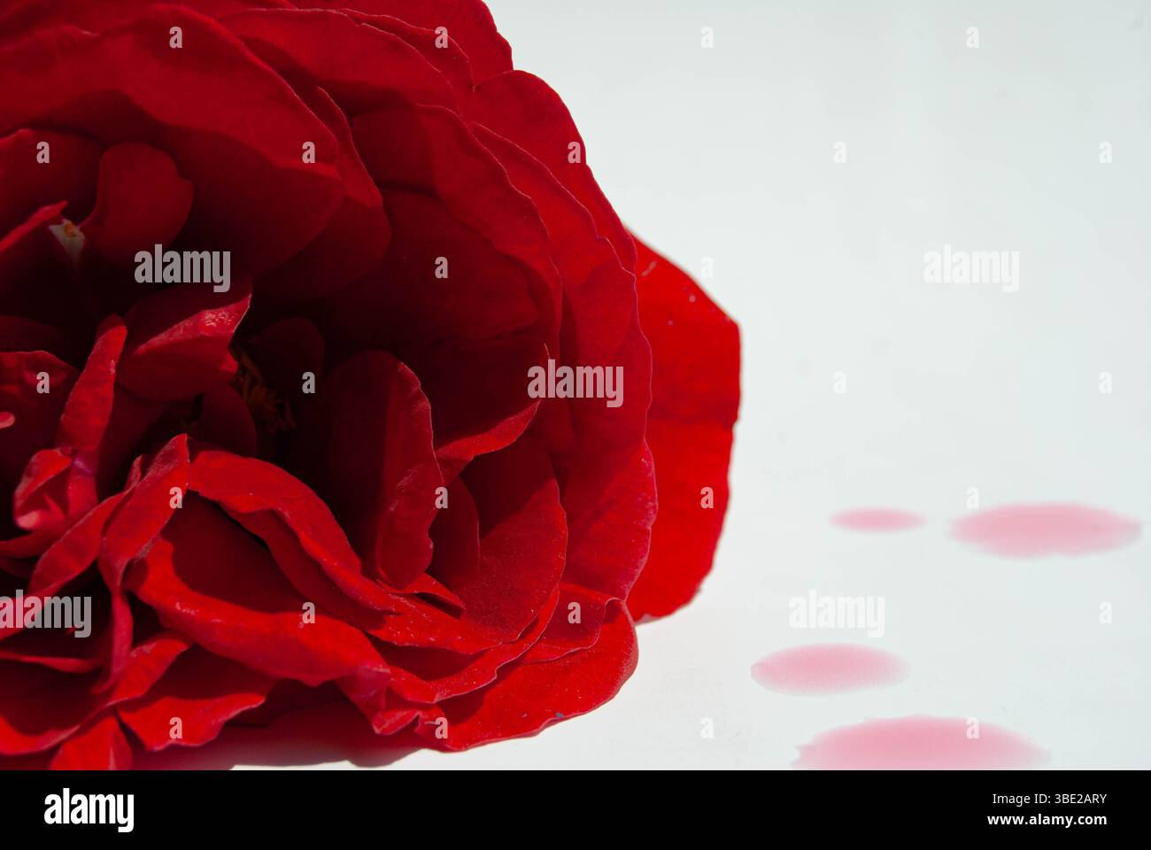 Stunning red rose with fresh rose juice drops beside it Stock Photo - Alamy