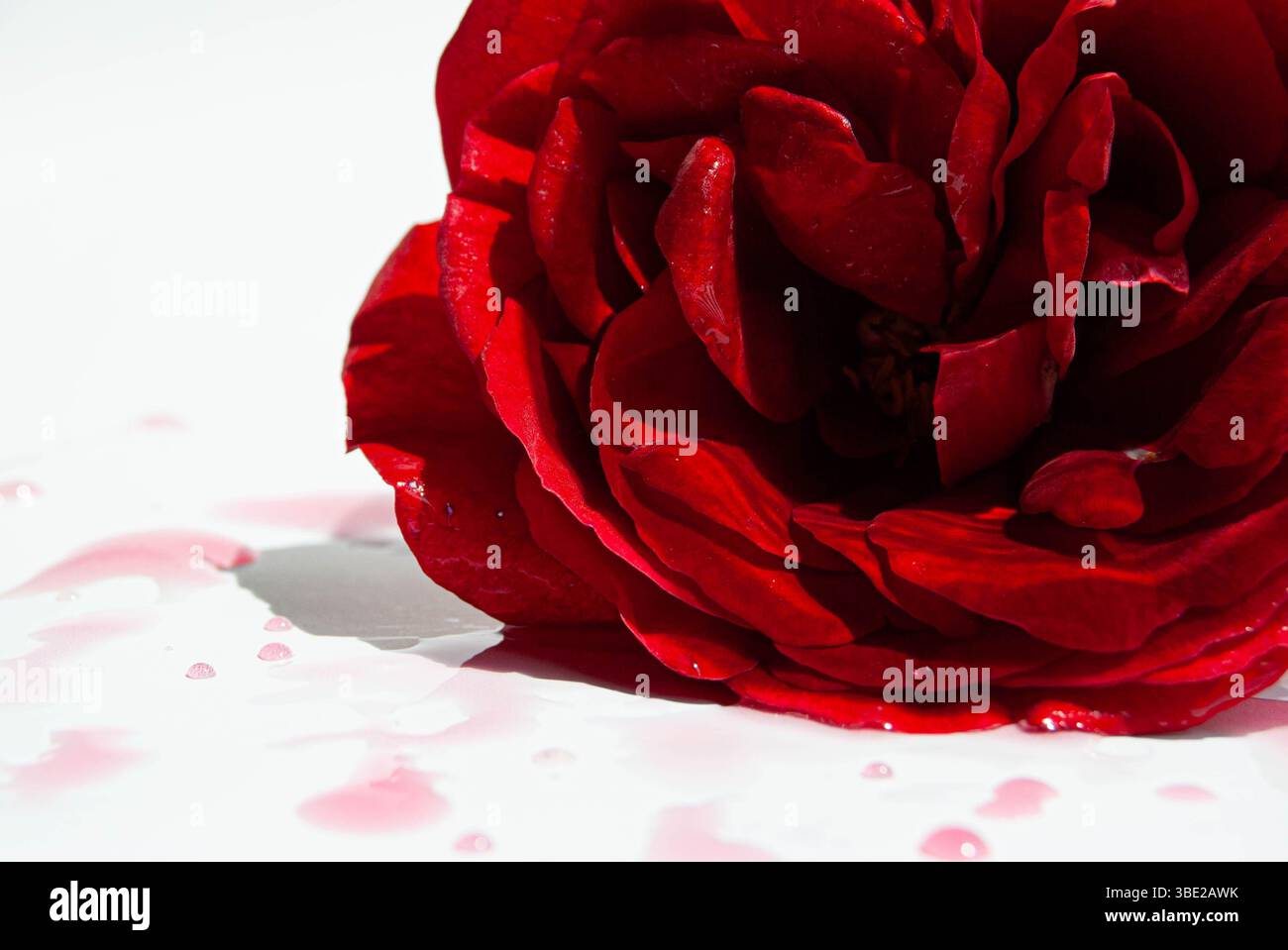 Stunning red rose with fresh rose juice drops beside it Stock Photo - Alamy