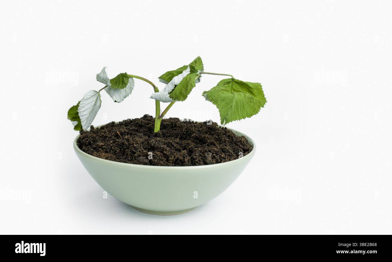 Climate change dry soil Cut Out Stock Images & Pictures - Alamy