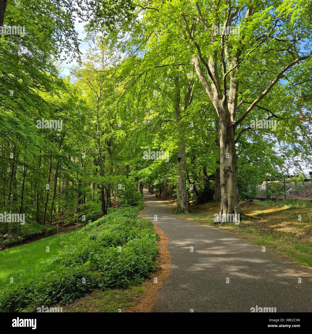 The forest way. Path Stock Photo - Alamy