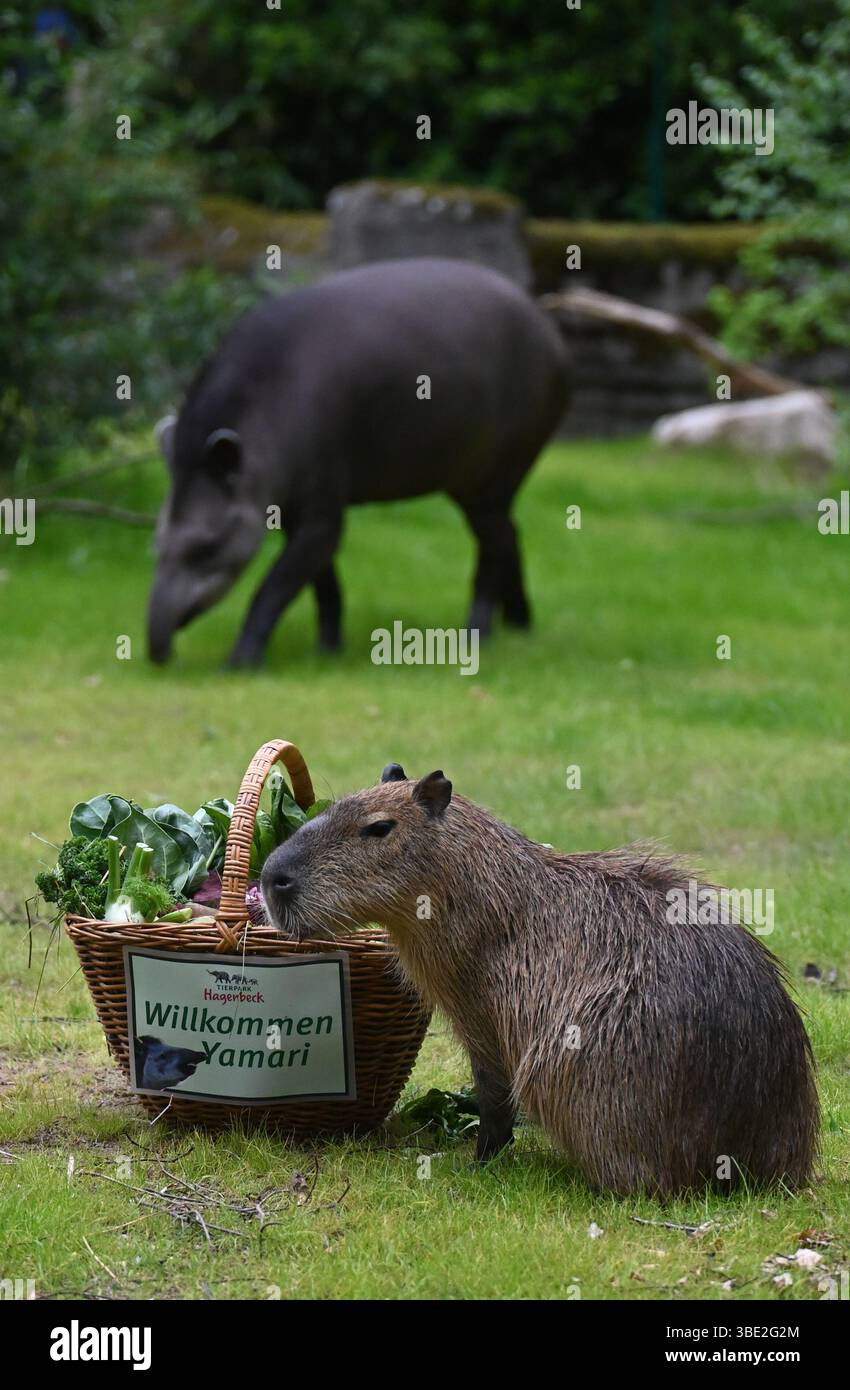 Hamburg, Germany. 27th May, 2025. Female tapir Yamari (back) and capybara Ramon explore their ...