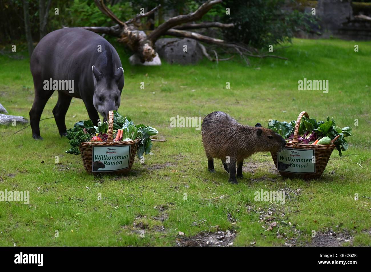 Hamburg, Germany. 27th May, 2025. Female tapir Yamari (l) and capybara Ramon explore their new ...