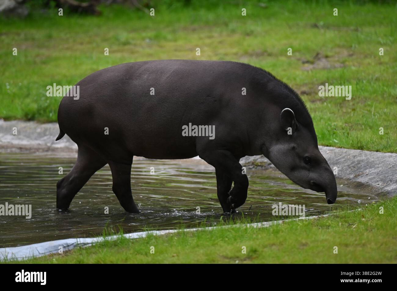 Hamburg, Germany. 27th May, 2025. Female tapir Yamari exploring her new ...