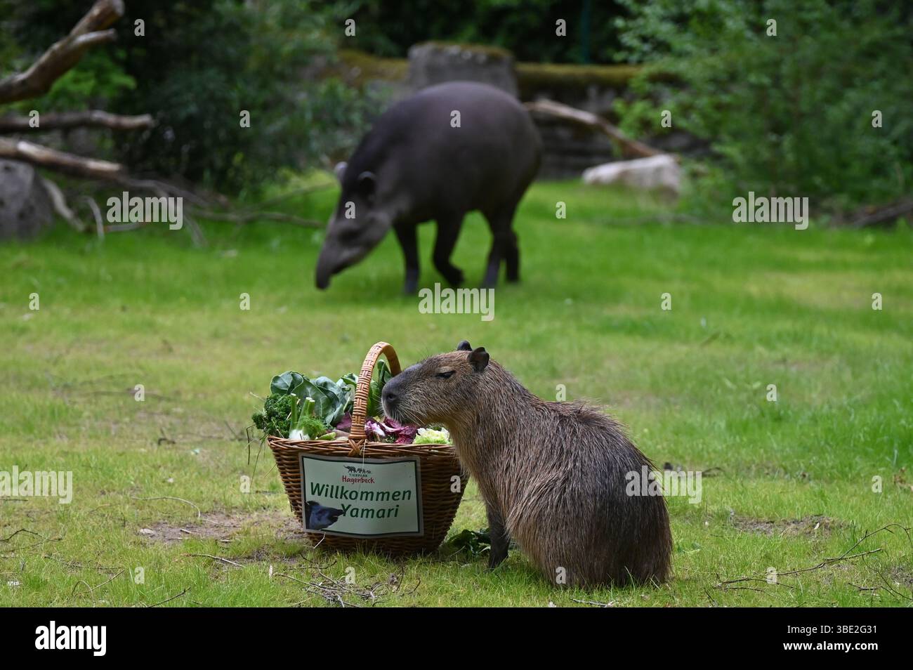 Hamburg, Germany. 27th May, 2025. Female tapir Yamari (back) and capybara Ramon explore their ...