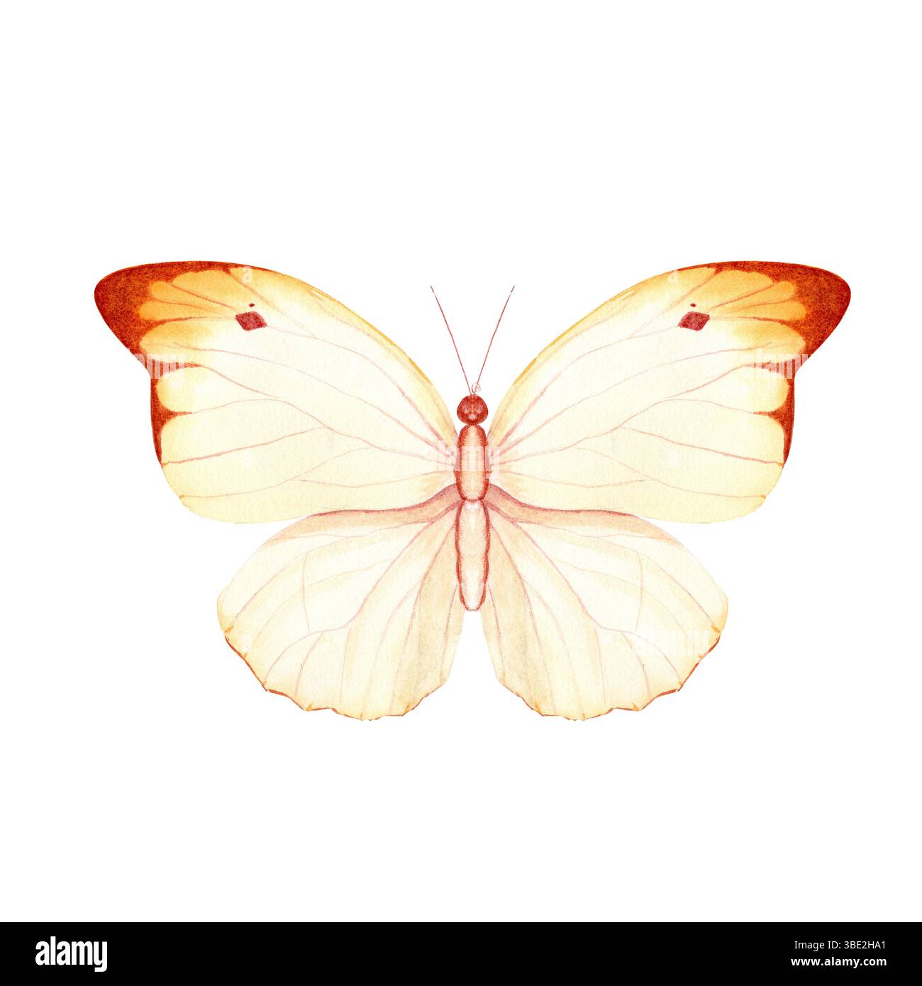 Elegant watercolor butterfly with yellowish orange-tipped wings, hand ...