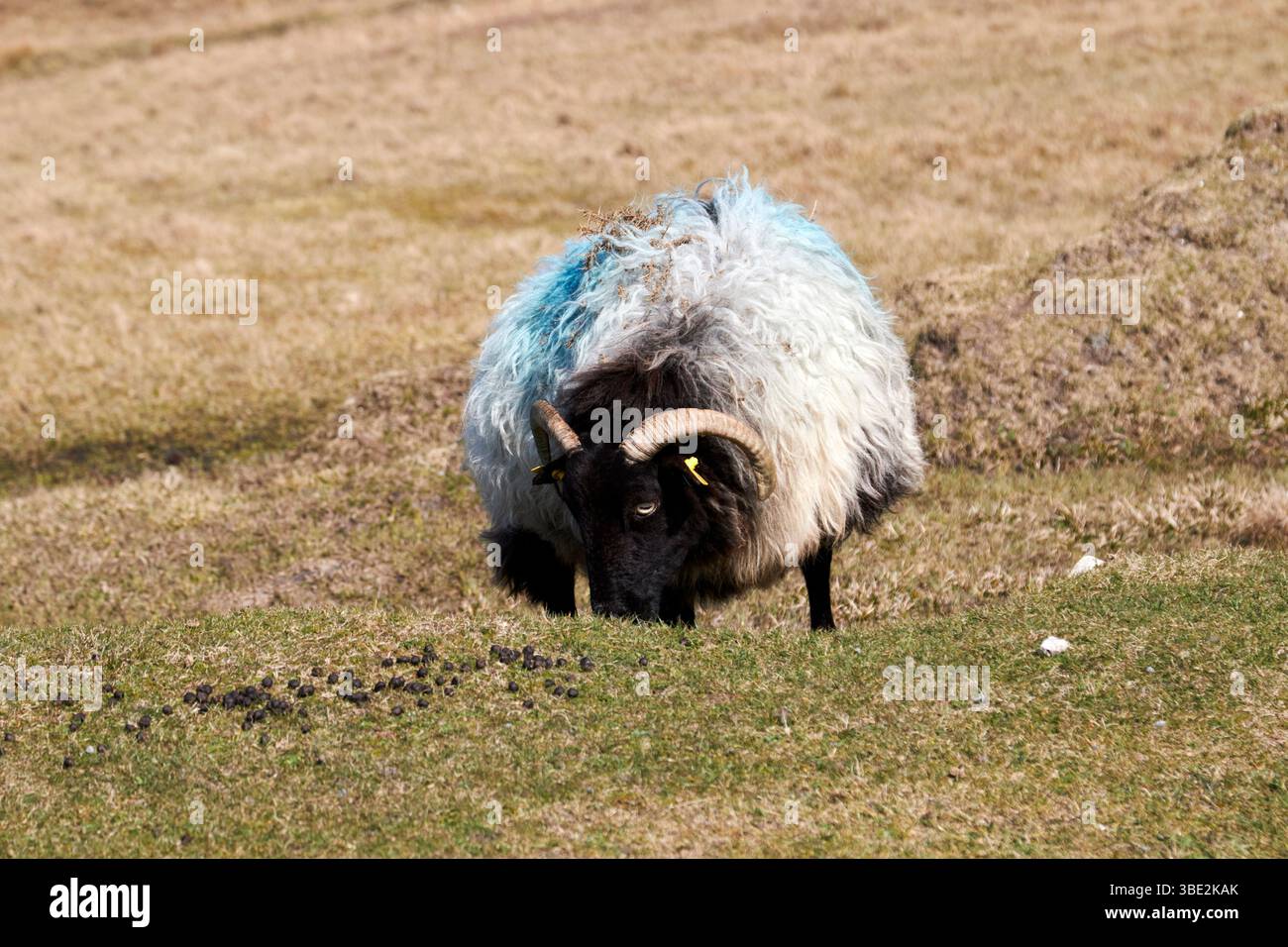 blackfaced sheep eating grass with blue paint markings on fleece eating ...