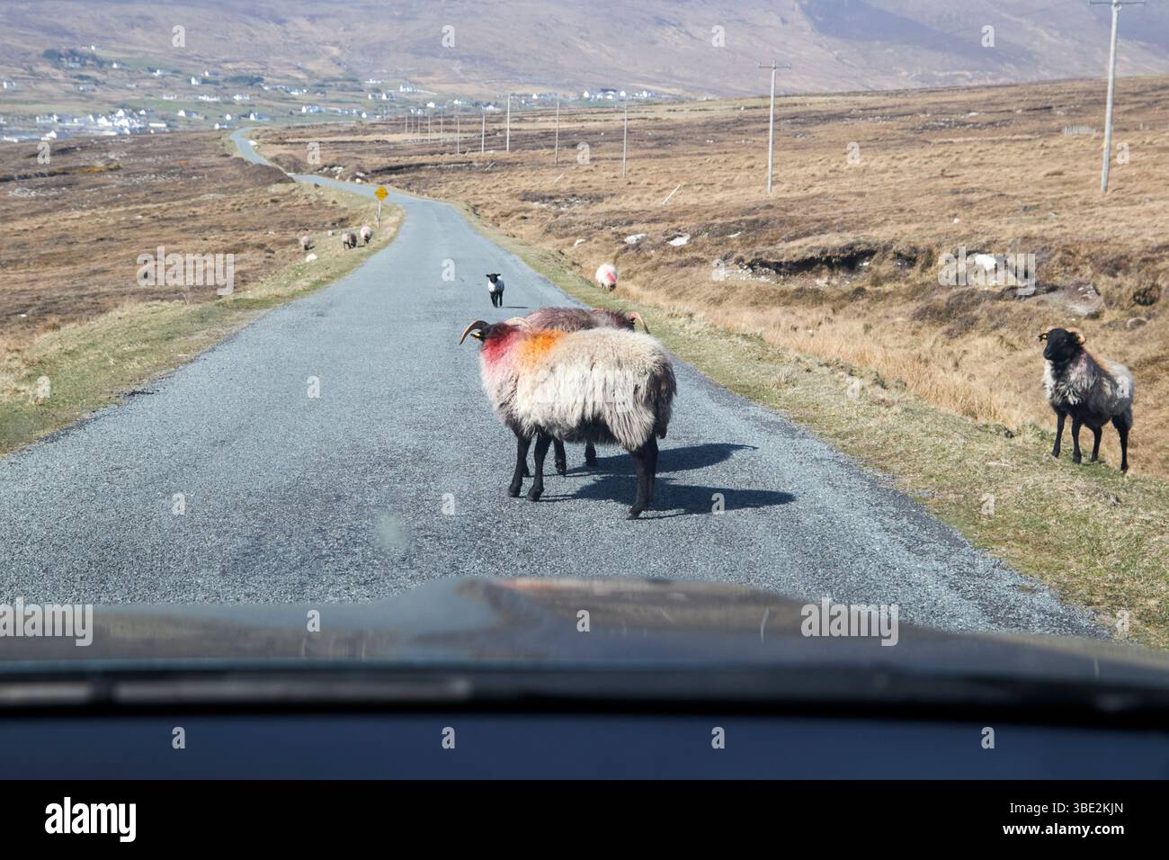 sheep holding up traffic walking across remote bog road on achill ...