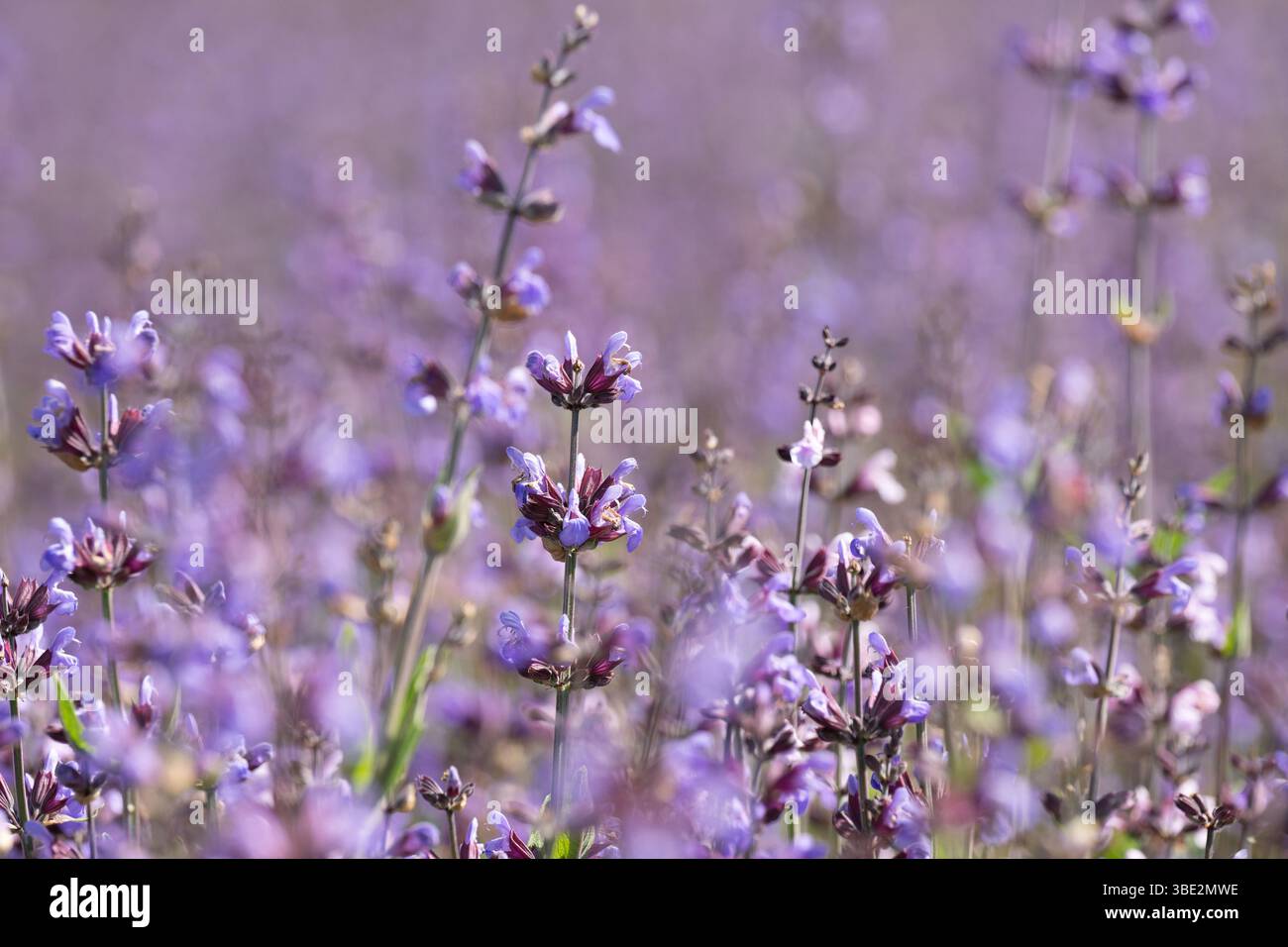Freital, Germany. 27th May, 2025. Sage blossoms in a sage field ...