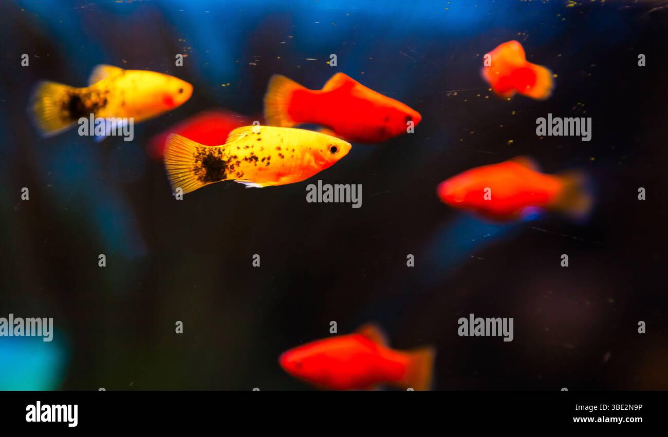 Animal aquarium aquatic breed hi-res stock photography and images - Alamy