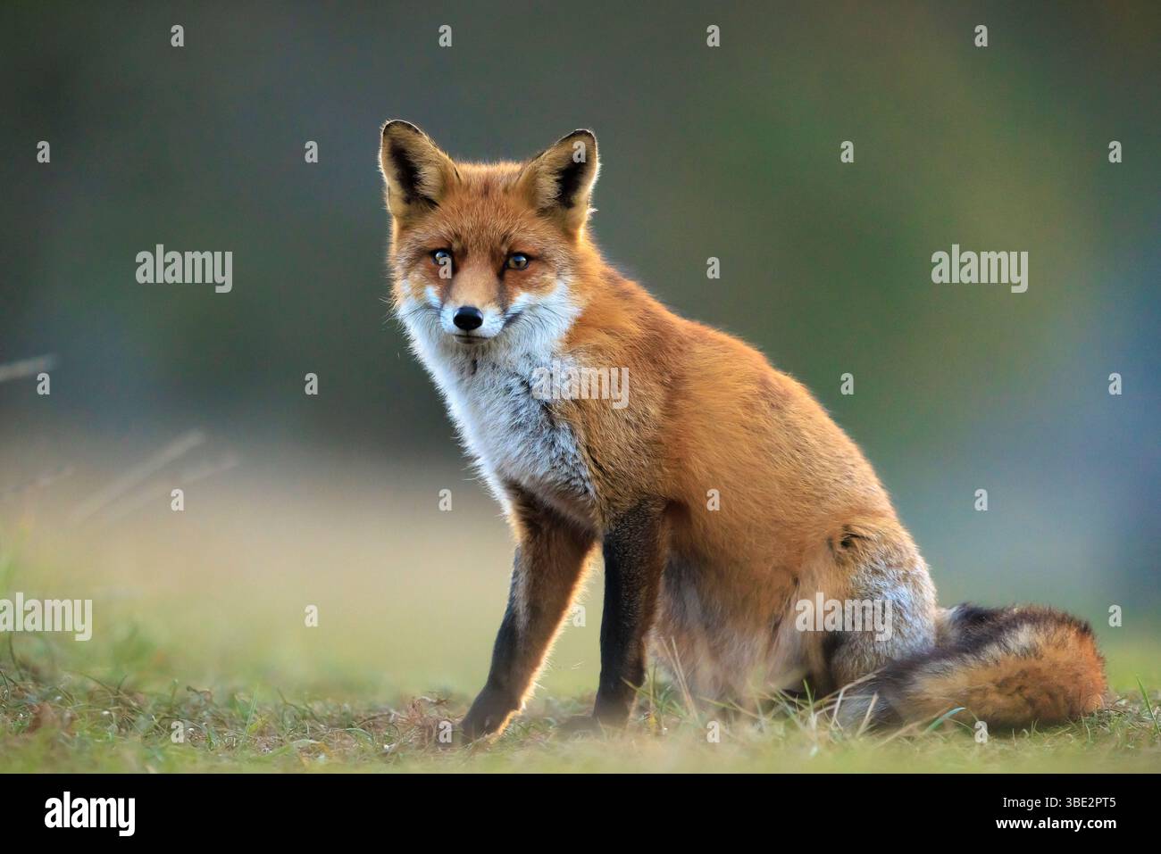 Wild red fox, vulpes vulpes scavenging and foraging in a meadow Stock Photo - Alamy