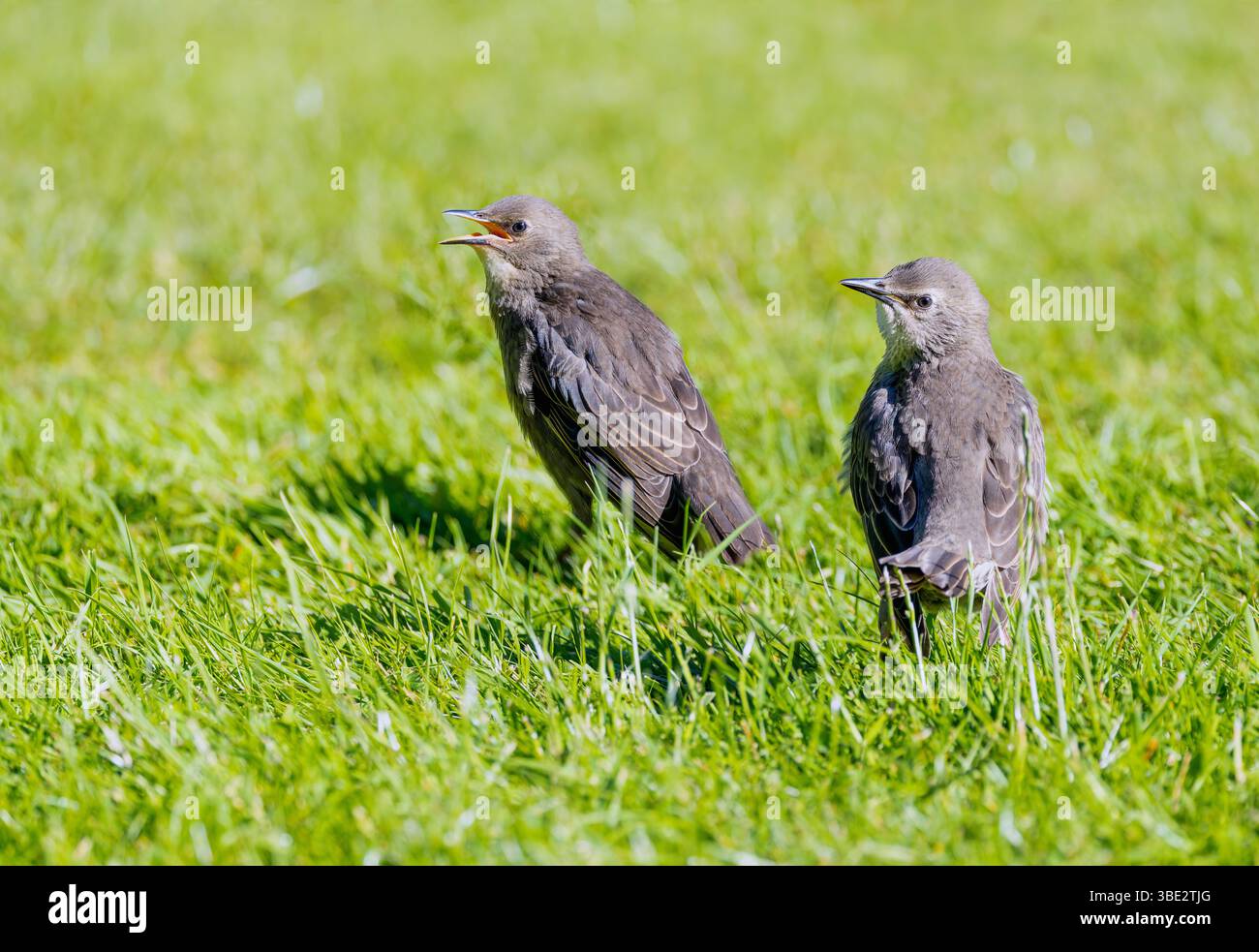 Two young baby Starlings "Sturnus vulgaris" isolation against green ...