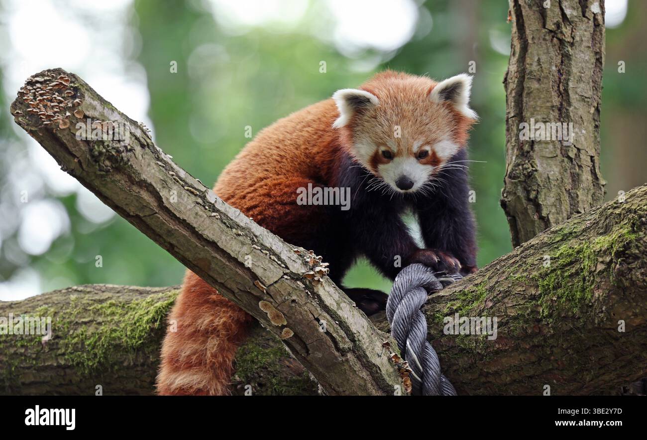 Rostock, Germany. 27th May, 2025. The red panda "Pjat" is out and about ...