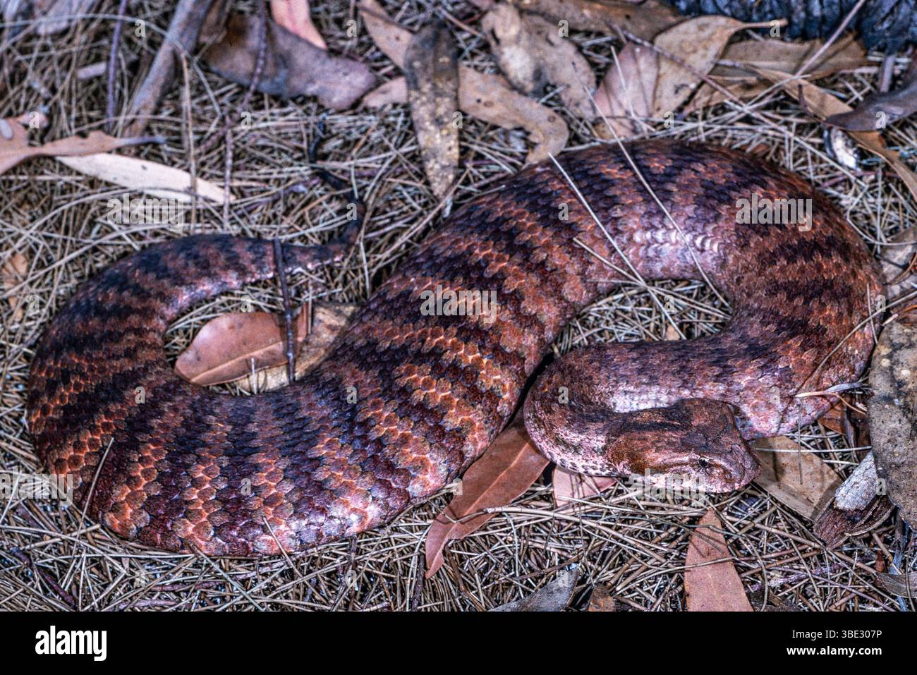 Highly venomous Australian Common Death Adder Stock Photo - Alamy