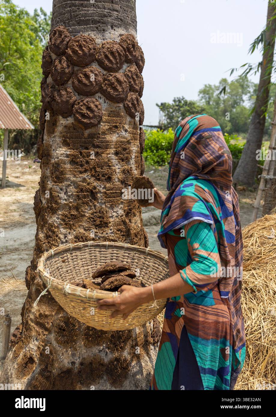Bangladeshi woman putting cow dungs on a tree to dry them, Rajshahi ...