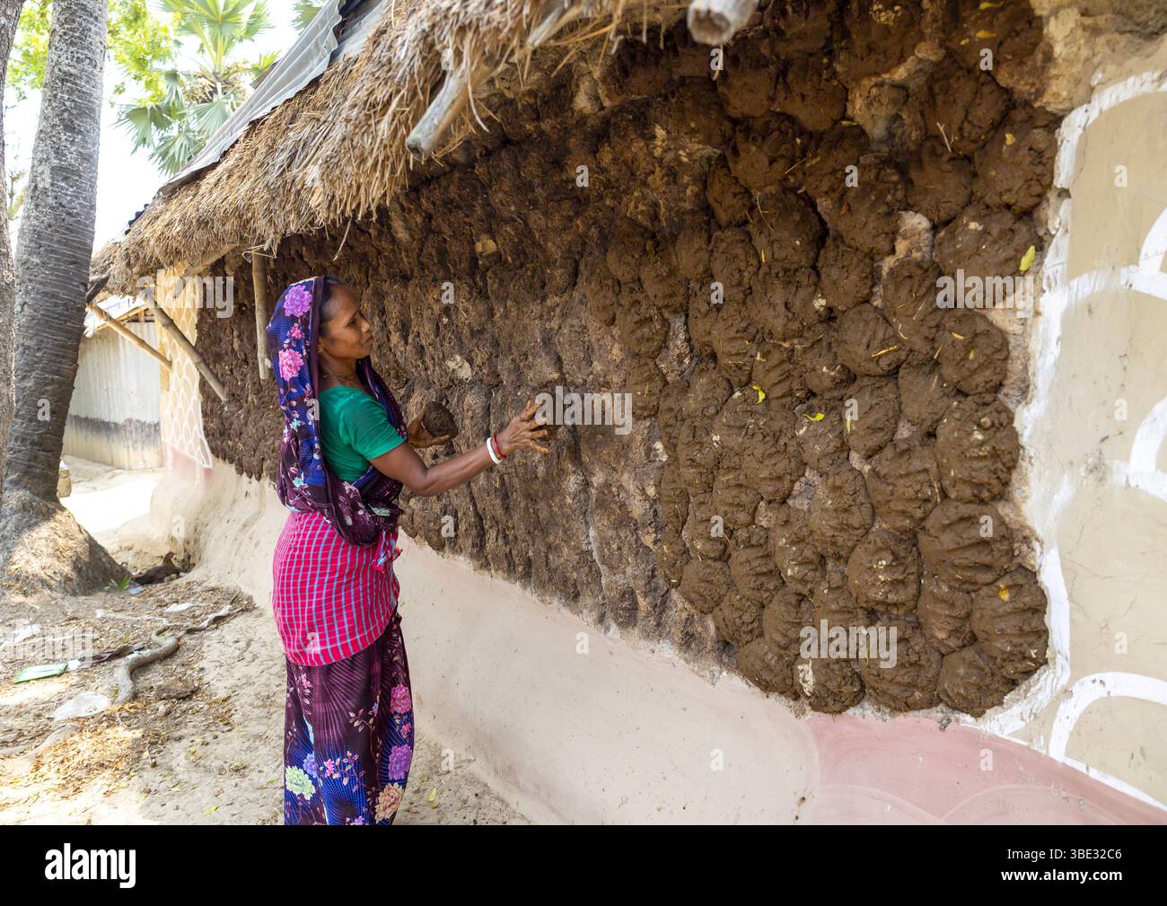 Bangladeshi woman putting cow dungs on a wall to dry them, Rajshahi Division, Tikoil, Bangladesh ...