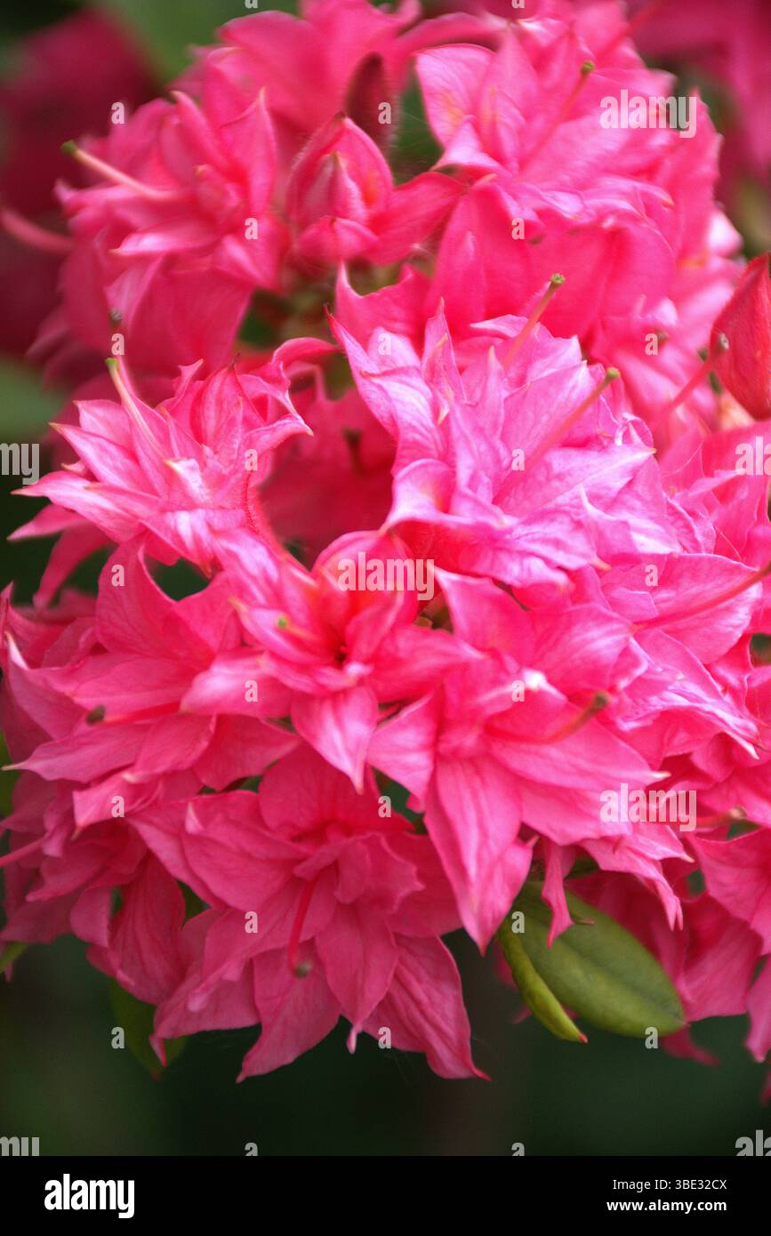 Pink Pom Pom Azalea Close Up Stock Photo - Alamy