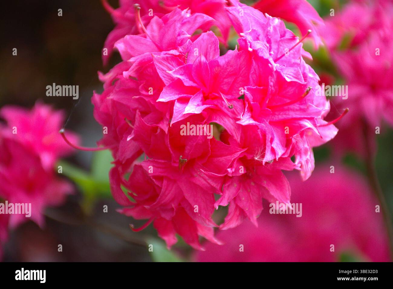Pink azalea japonica plant hi-res stock photography and images - Alamy