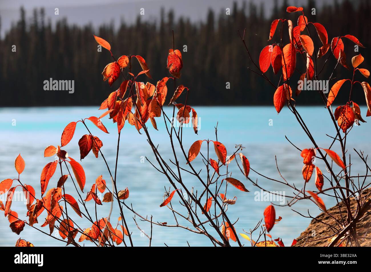 Populus balsamifera hi-res stock photography and images - Alamy