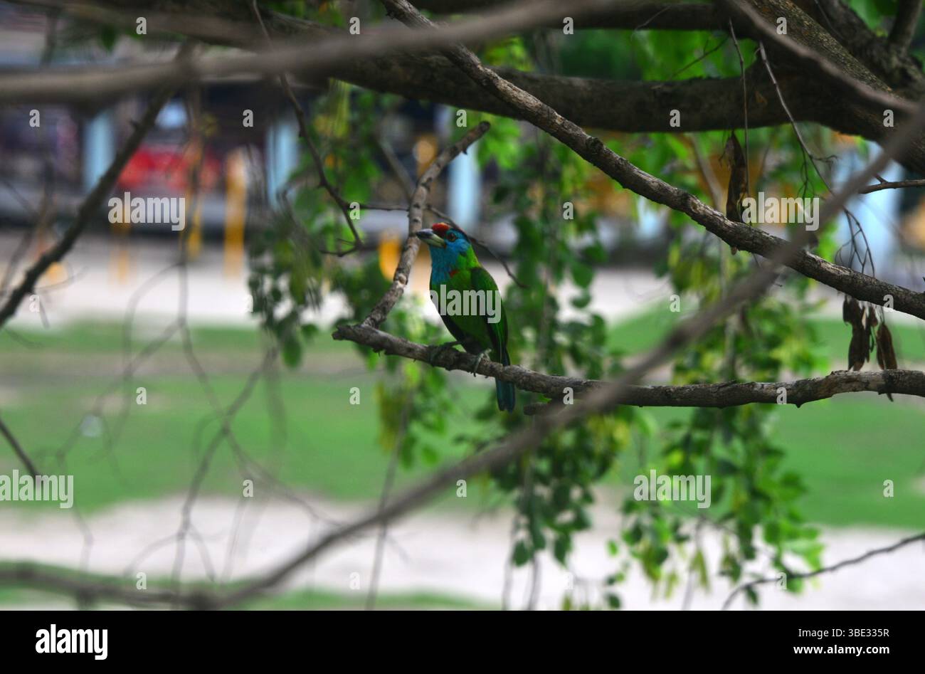 Siliguri, West Bengal, India. 27th May, 2025. A Blue throated barbet ...