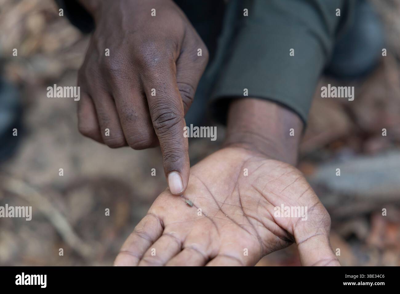 199 / 5 000 Tanzania, Nalika region, a ranger at Nalika WMA holds an ...