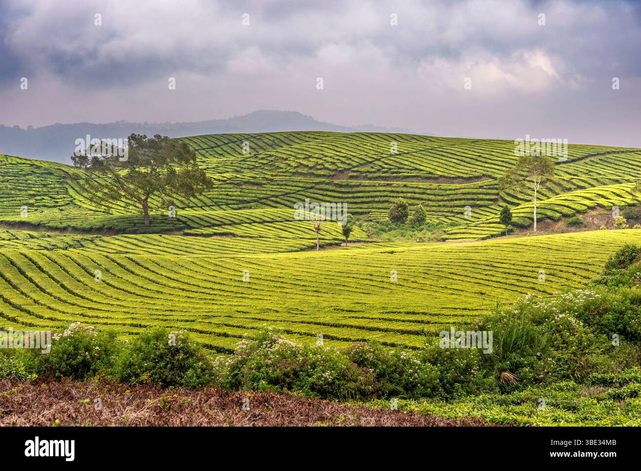 Indonesia, island of Sumatra, province of Jambi, Kerinci, village of ...