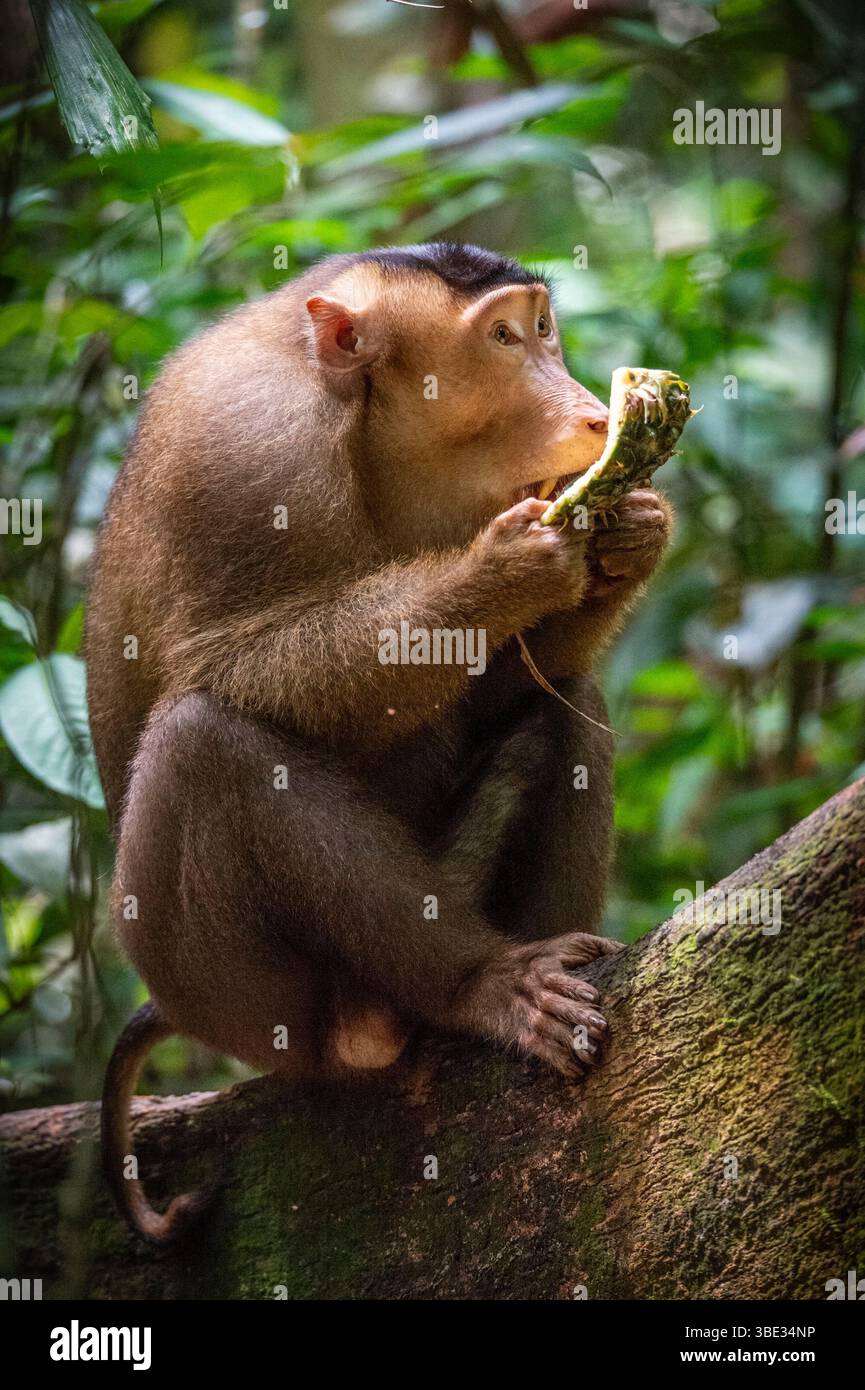 Indonesia, island of Sumatra, Kabupaten Langkat, Kecamatan Bohorok ...