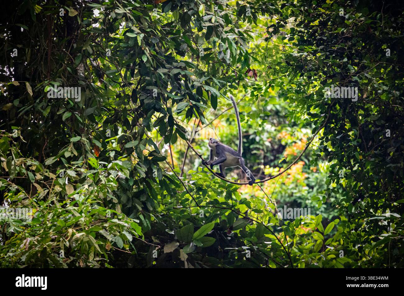 Semnopithecus thomasi hi-res stock photography and images - Alamy