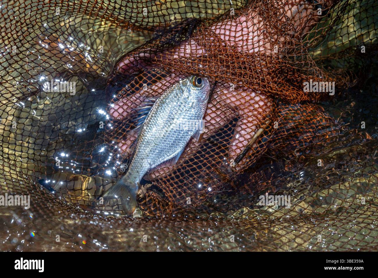 Indonesia, Mentawai Archipelago, Siberut Island, Siberut National Park ...