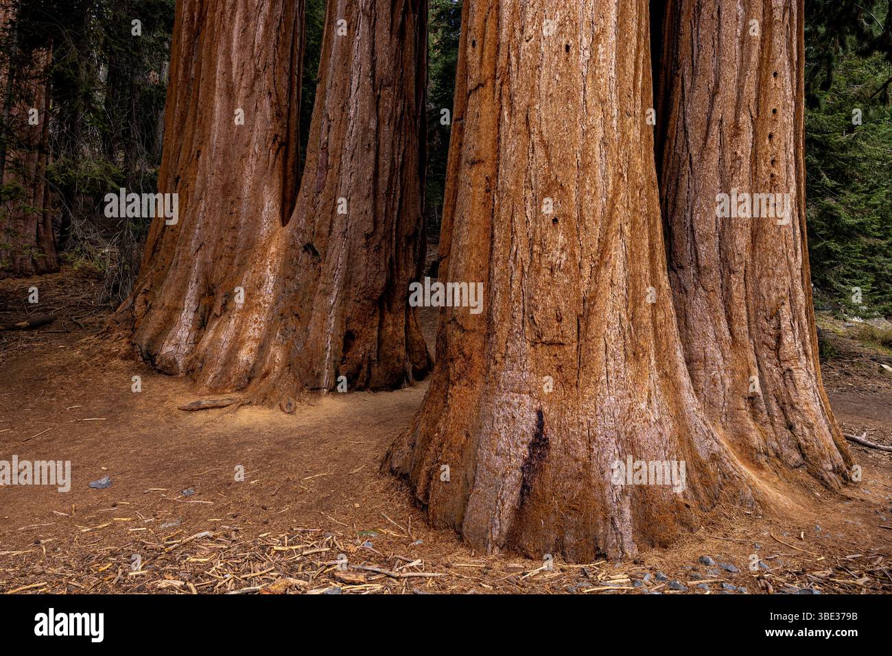 United States, California, Sequoia National Park, giant sequoia ...
