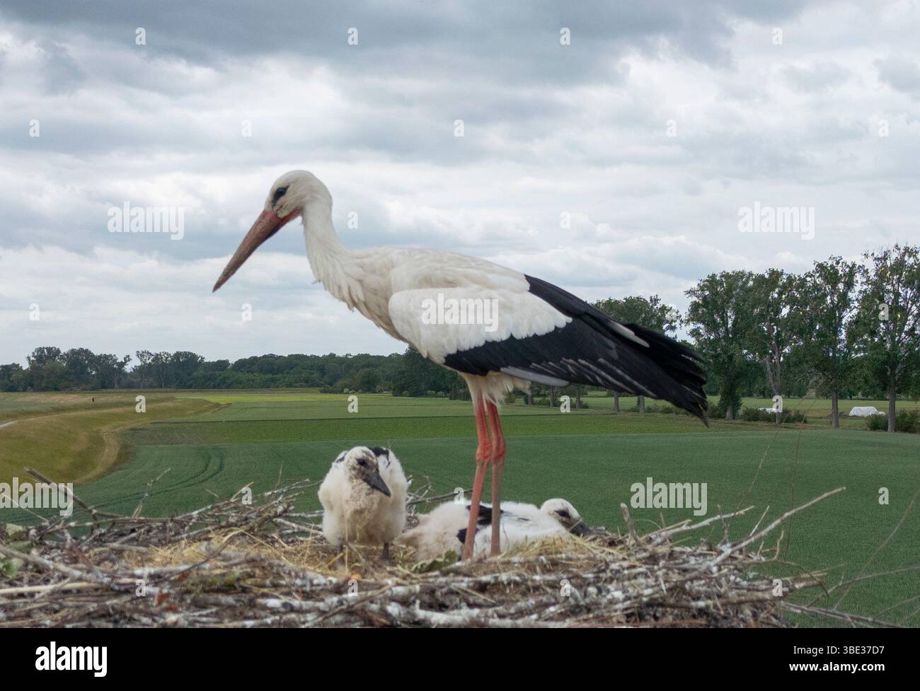 Biebesheim Am Rhein, Germany. 27th May, 2025. A stork sits in front of ...