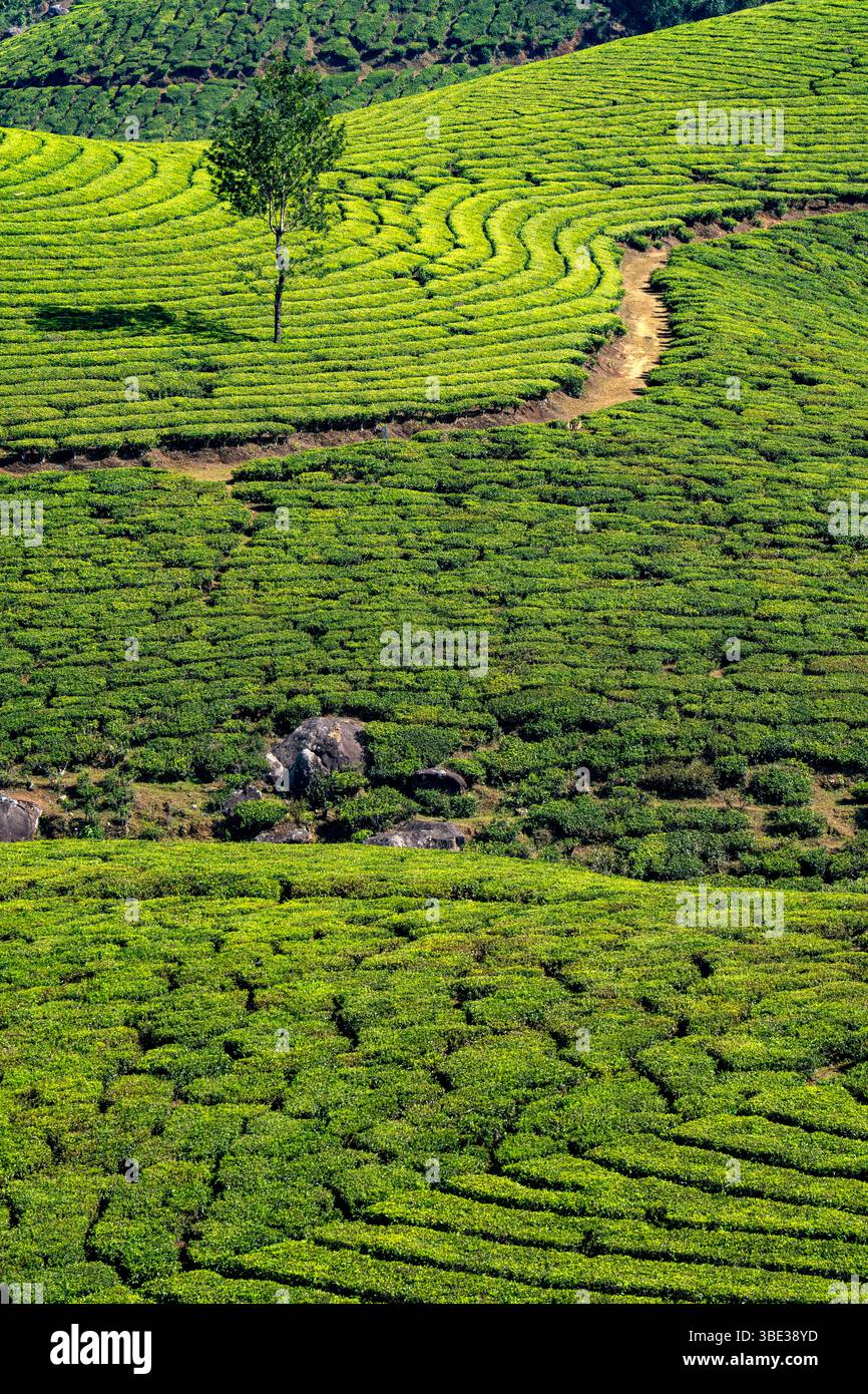 India, Kerala, Munnar, tea estates Stock Photo - Alamy