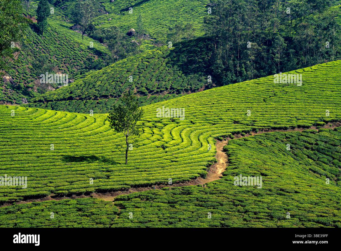 India, Kerala, Munnar, tea estates Stock Photo - Alamy