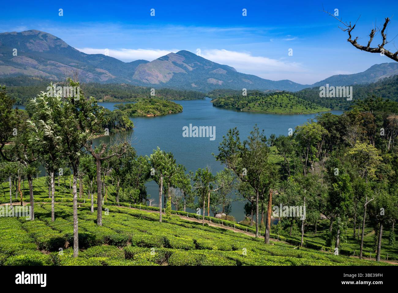 India, Kerala, Munnar, tea estates Stock Photo - Alamy