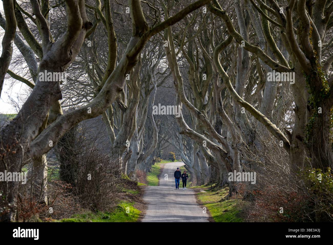 United Kingdom, Northern Ireland, county Antrim, Dark Hedges is an ...